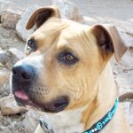 Dogs | The Animal League Of Green Valley