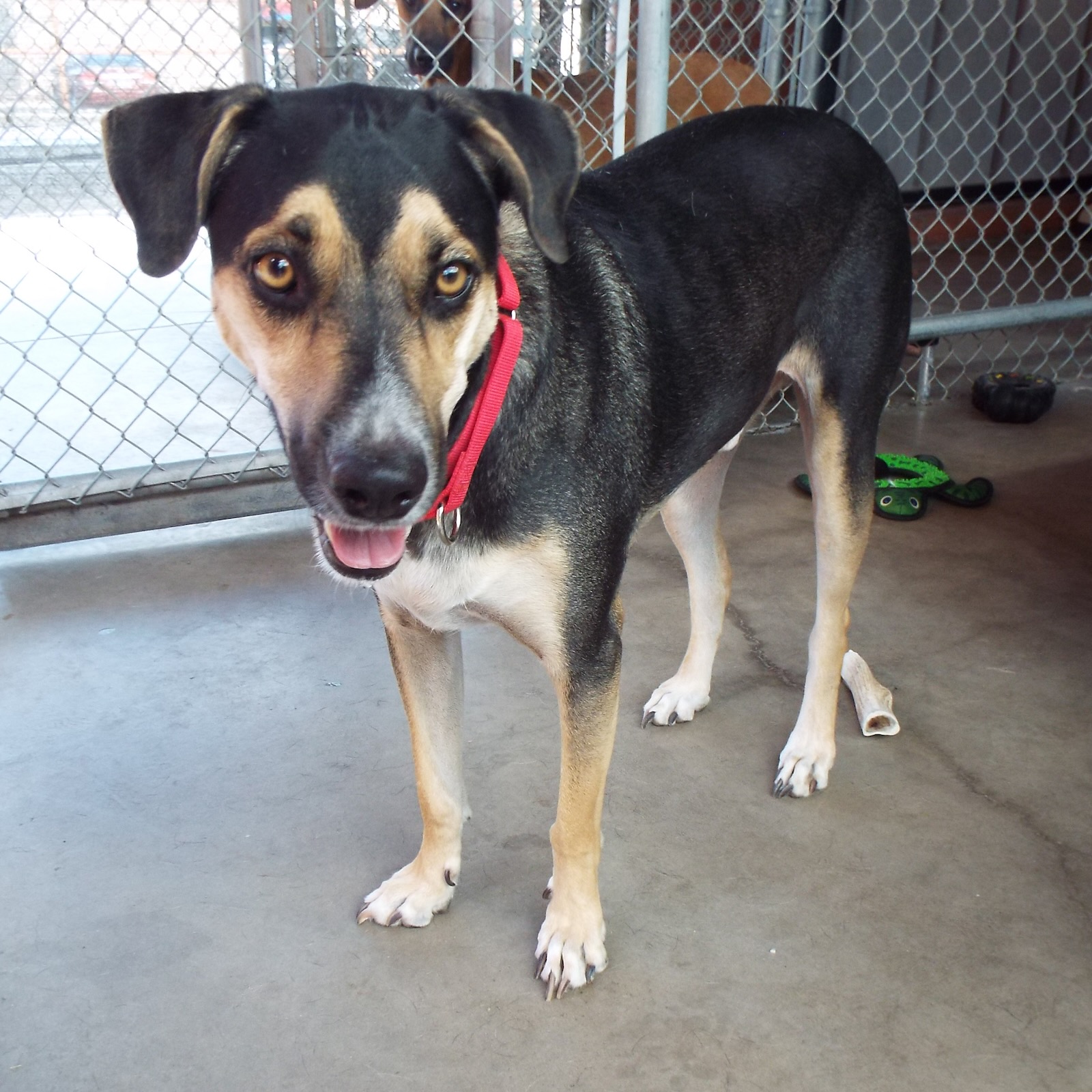 Dogs | The Animal League Of Green Valley