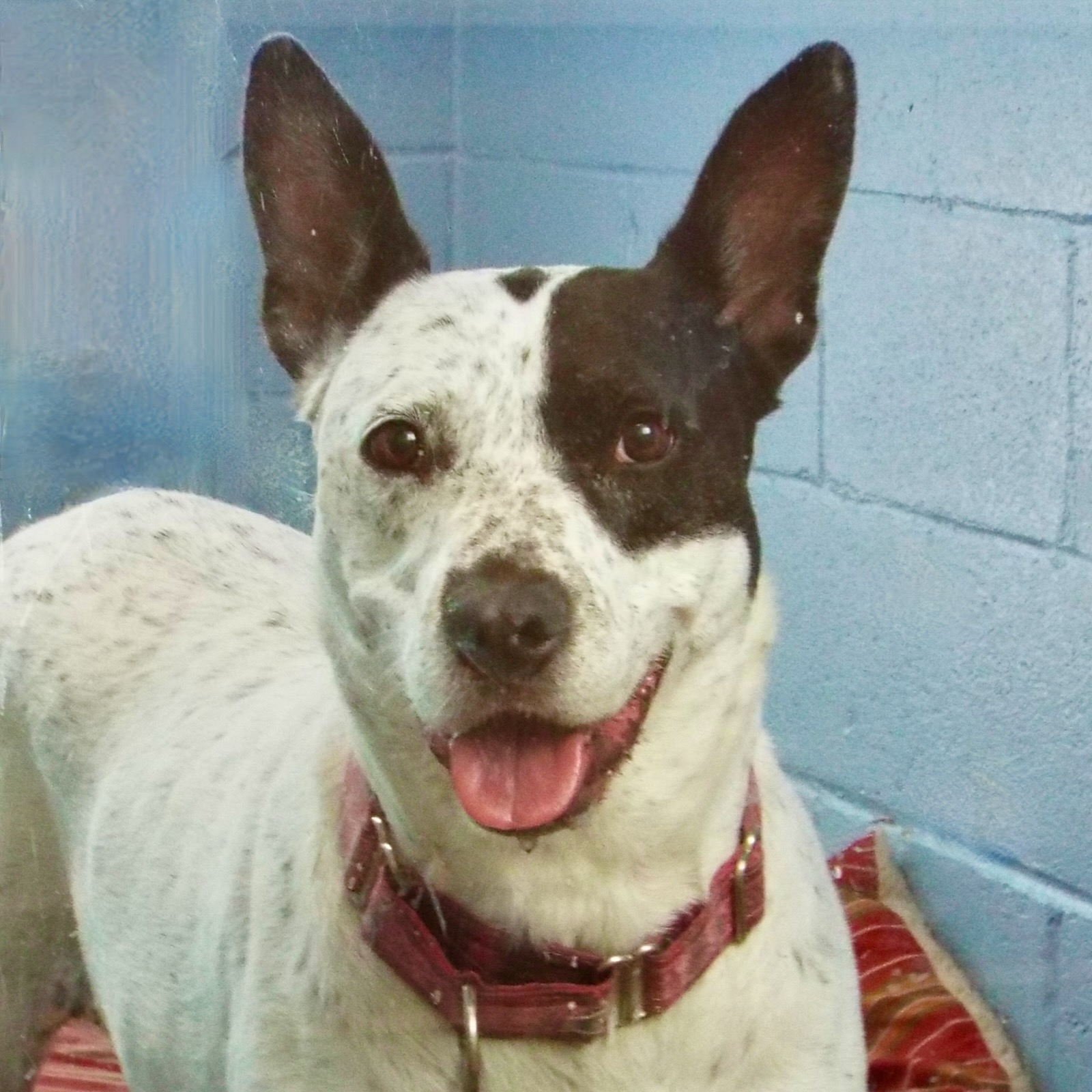 Dogs | The Animal League Of Green Valley