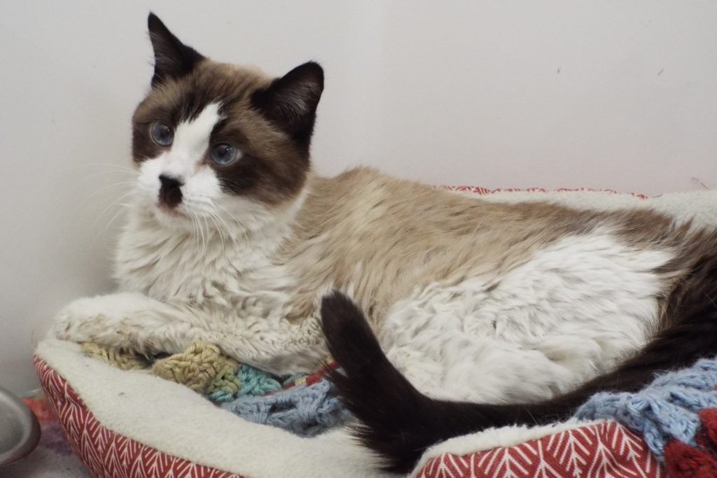 Hi Lily | The Animal League Of Green Valley