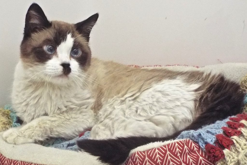 Hi Lily | The Animal League Of Green Valley