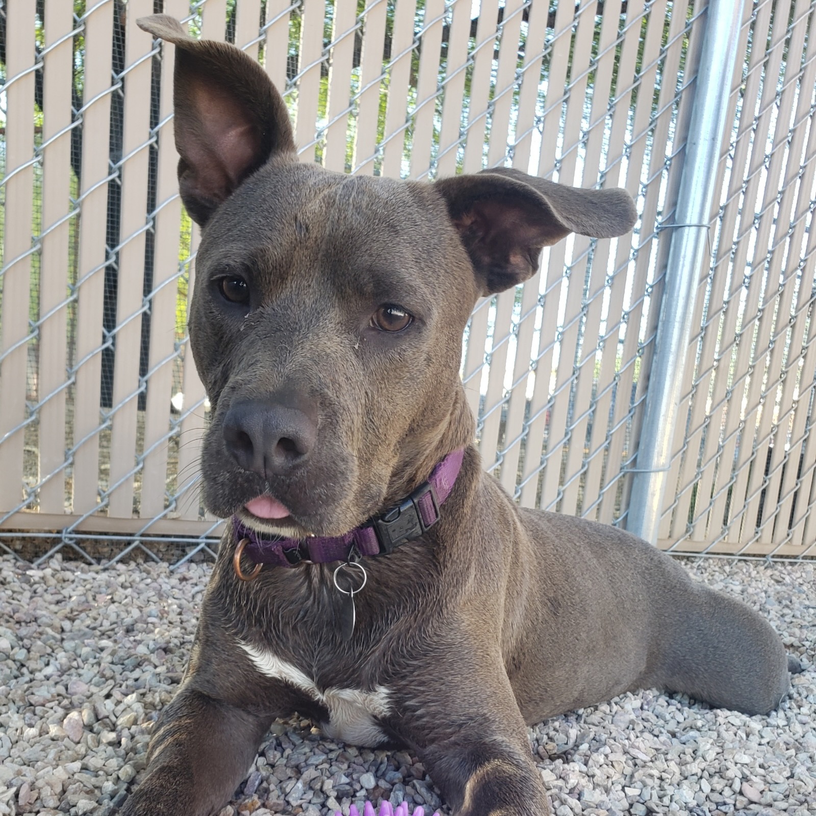 Dogs | The Animal League Of Green Valley