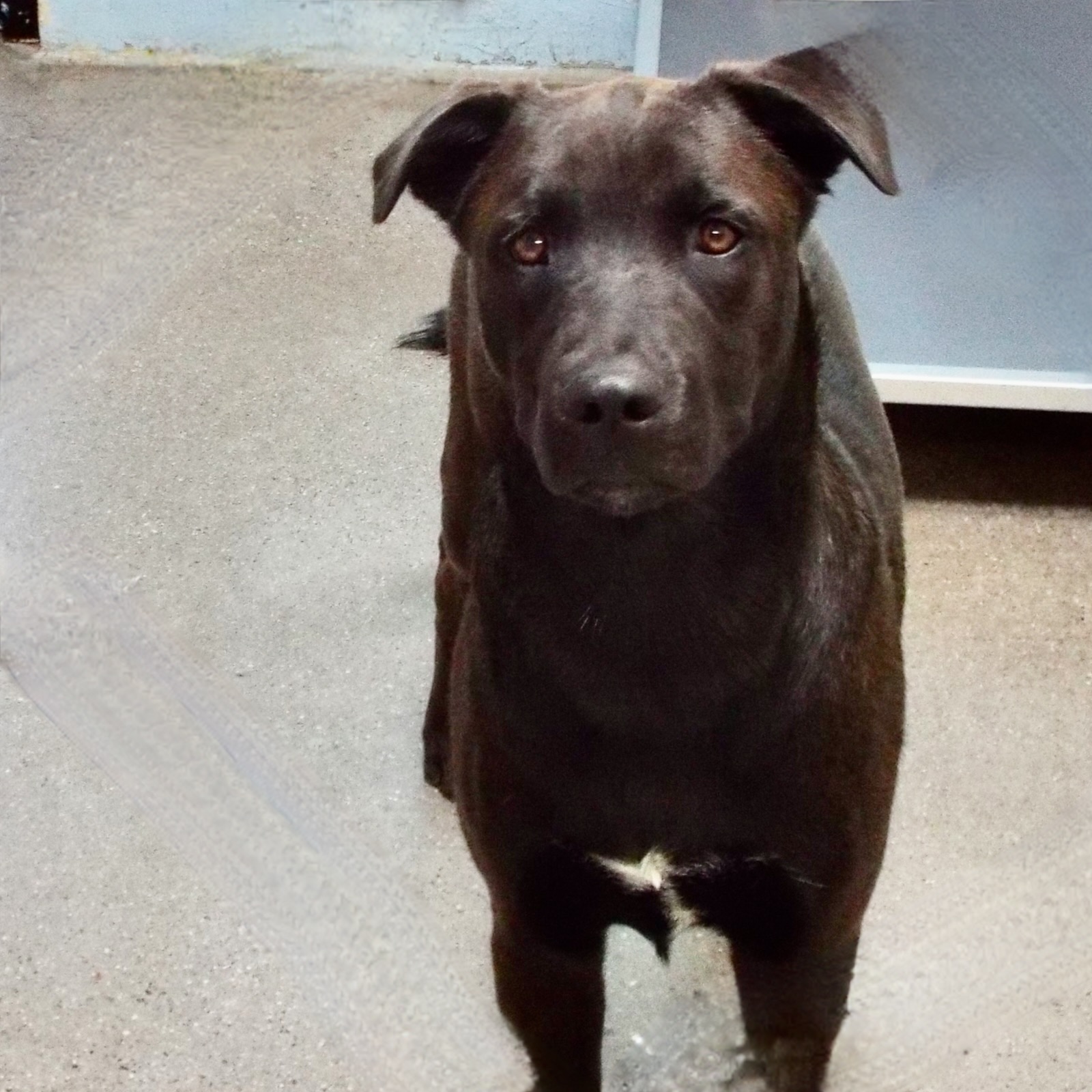 Dogs | The Animal League Of Green Valley