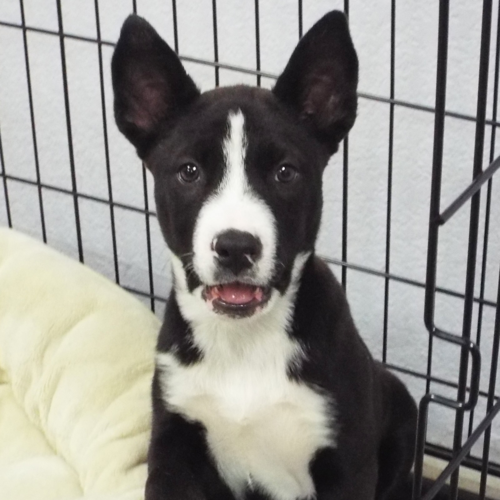 Dogs | The Animal League Of Green Valley