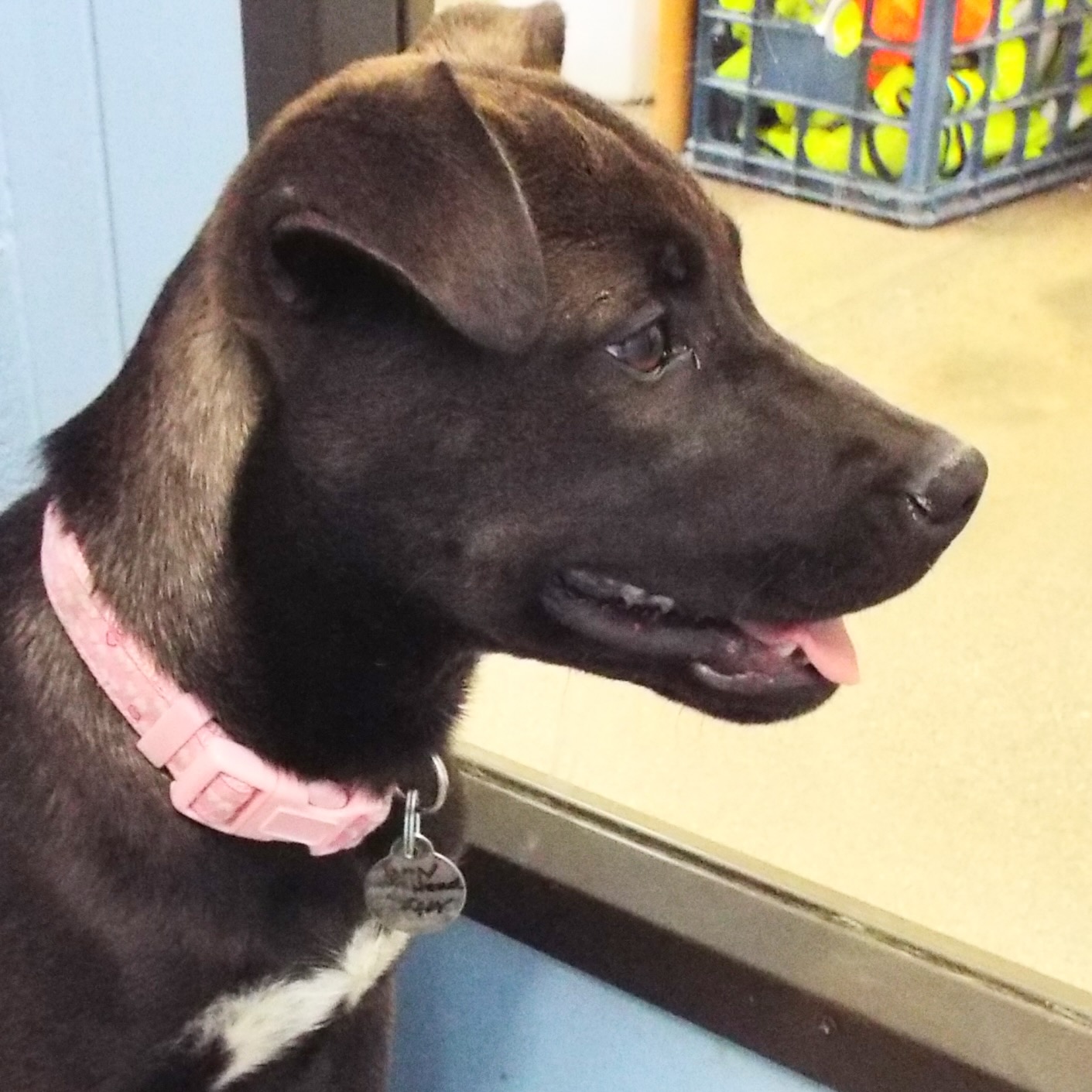 Dogs | The Animal League Of Green Valley