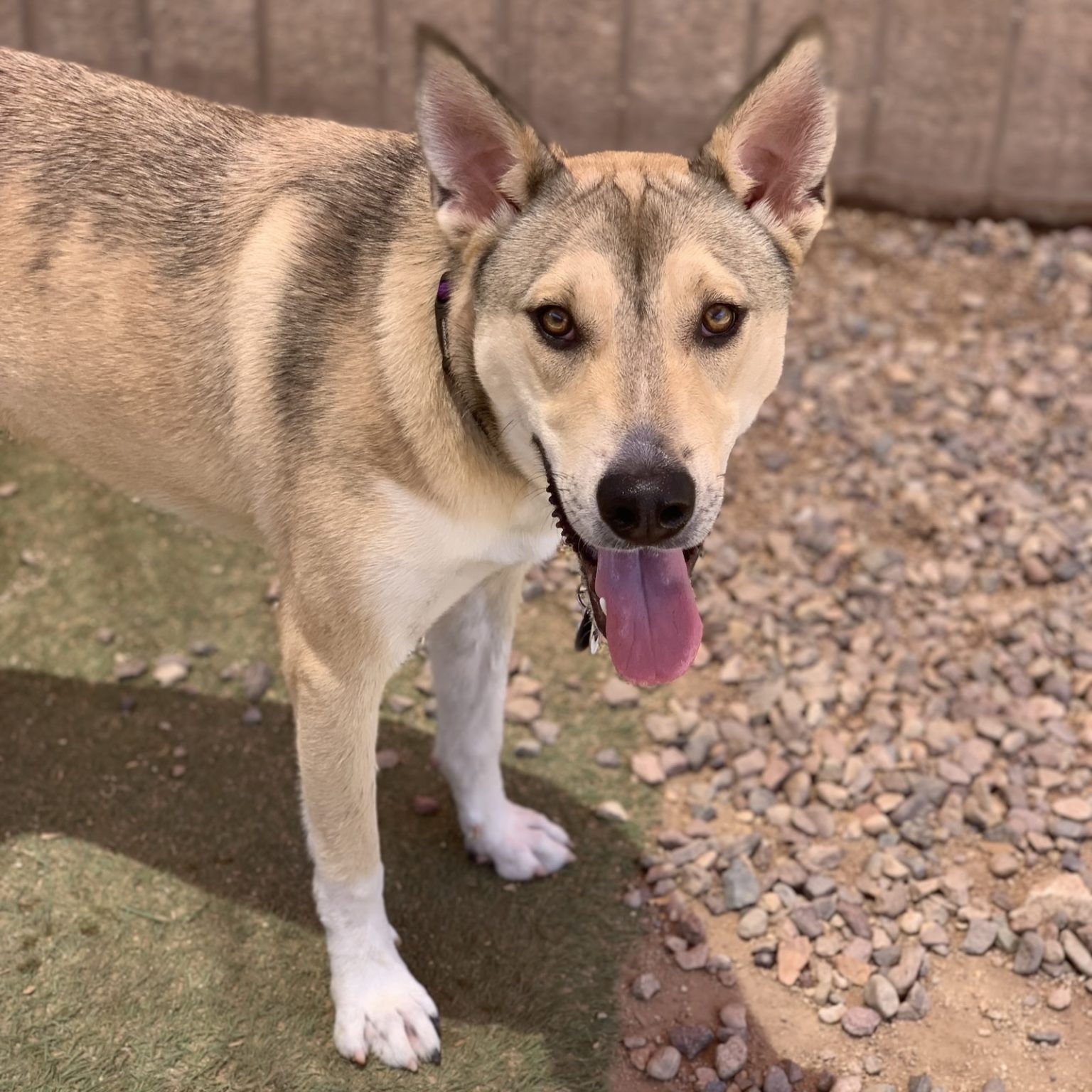 The Animal League Of Green Valley | A no kill animal shelter in ...