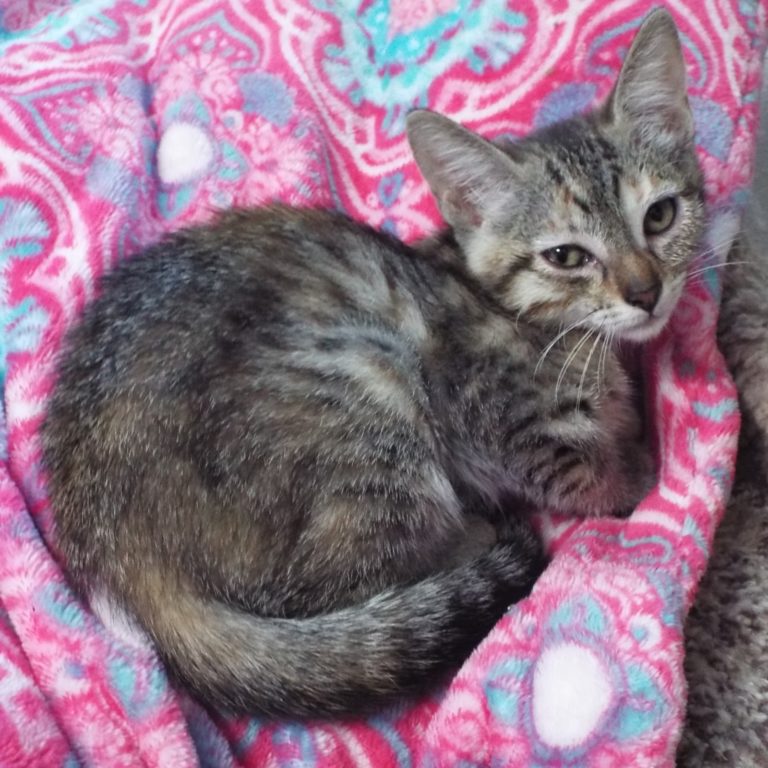 Cats | The Animal League Of Green Valley