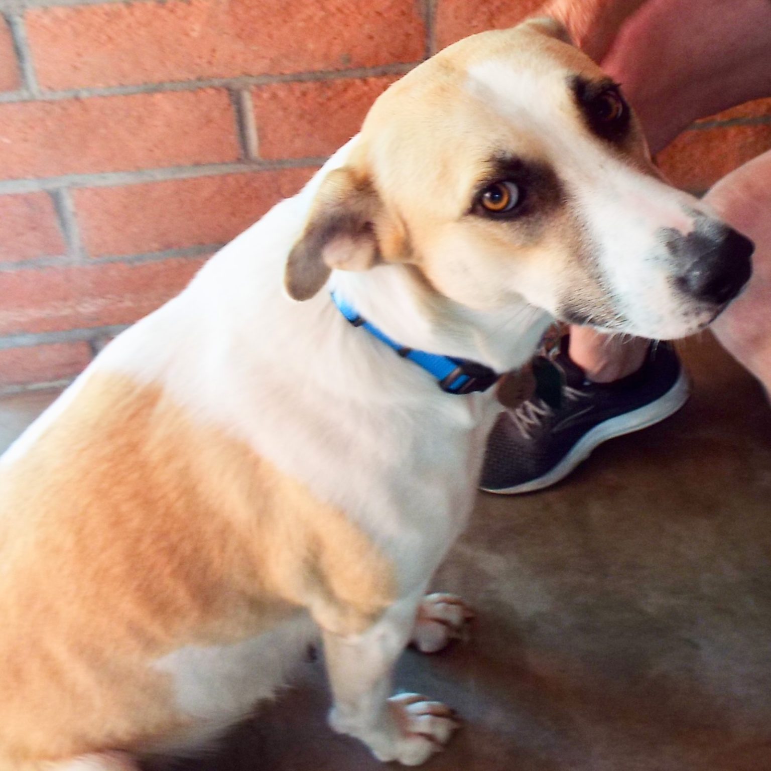 The Animal League Of Green Valley | A no kill animal shelter in ...