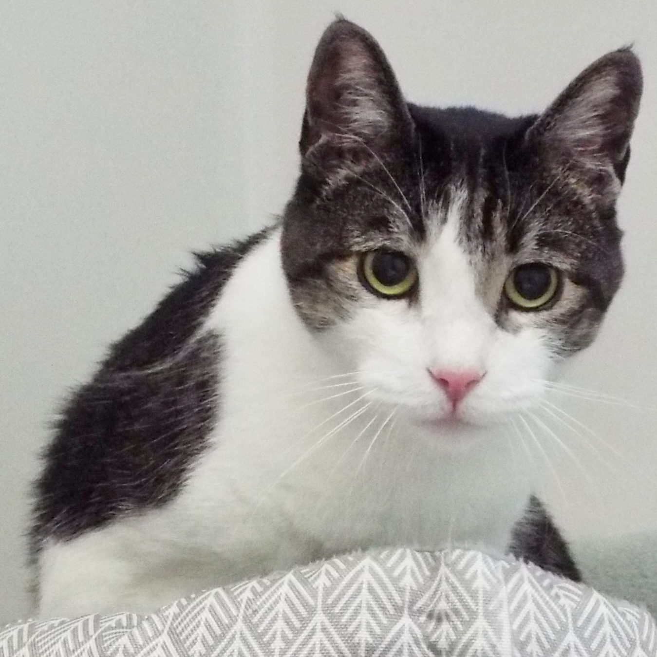 The Animal League Of Green Valley | A no kill animal shelter in ...