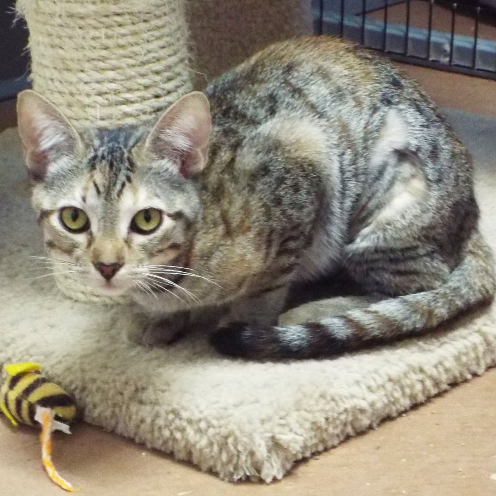 Cats | The Animal League Of Green Valley