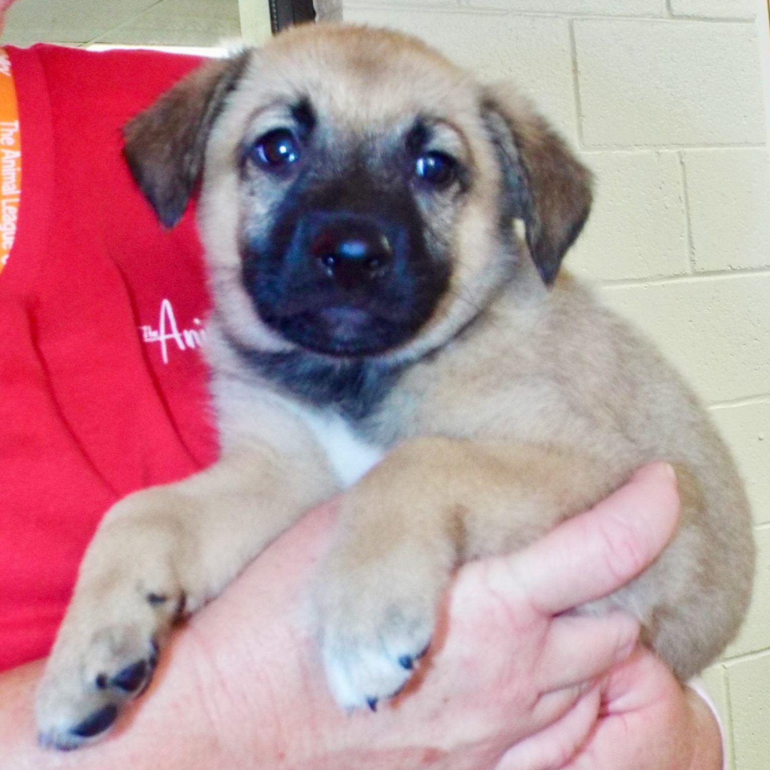 The Animal League Of Green Valley | A no kill animal shelter in ...