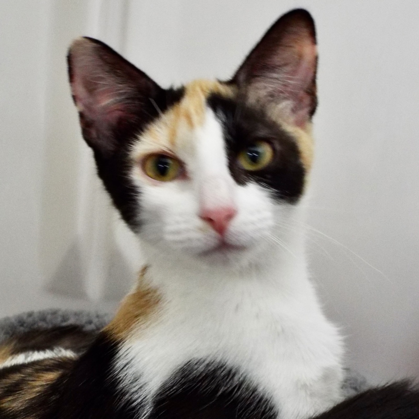 The Animal League Of Green Valley | A no kill animal shelter in ...