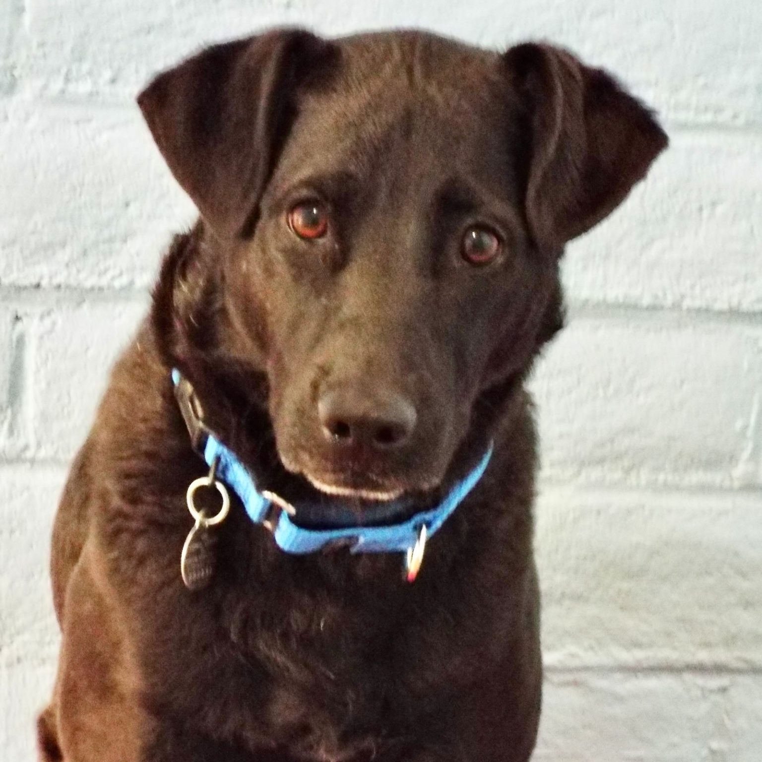 Dogs | The Animal League Of Green Valley