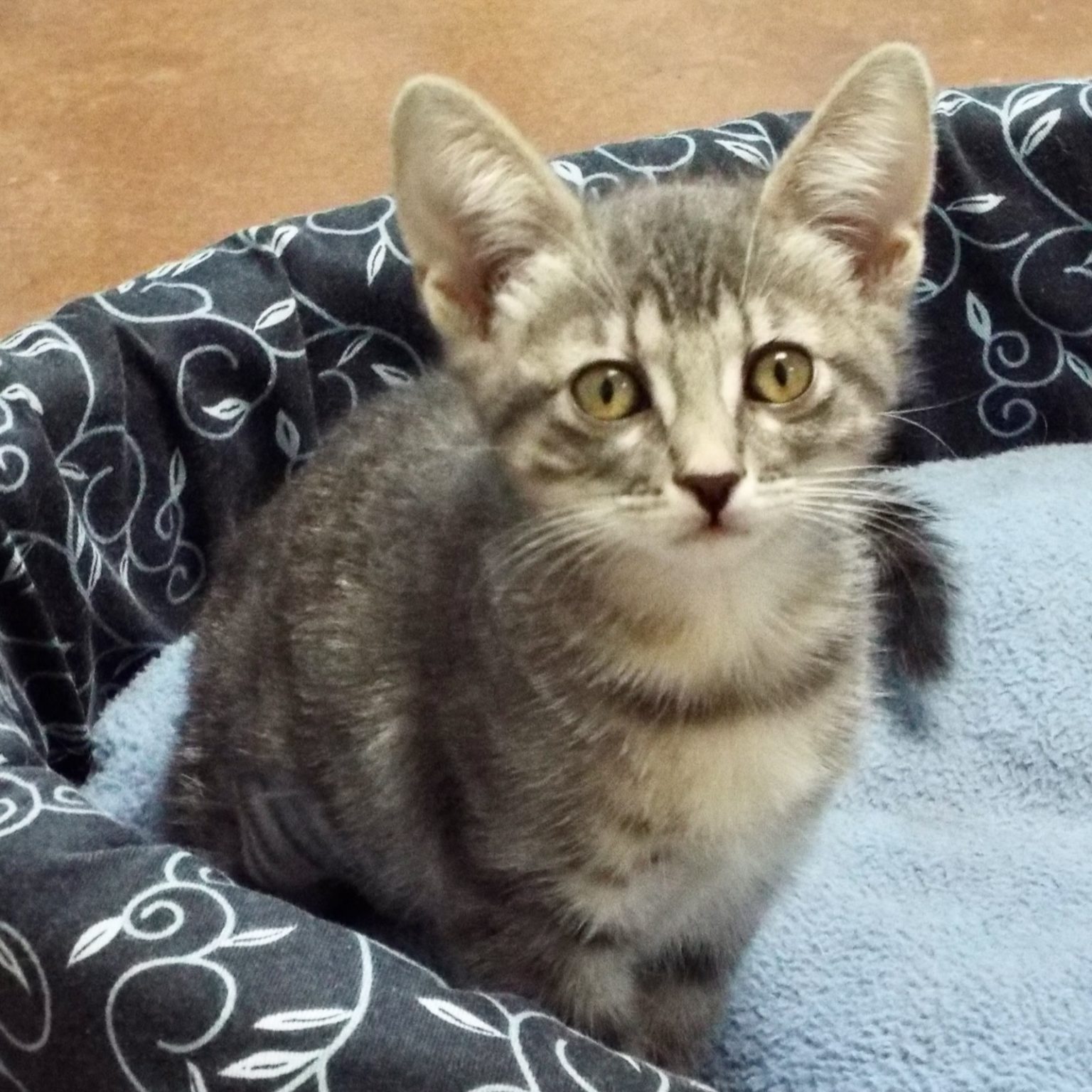 Cats | The Animal League Of Green Valley