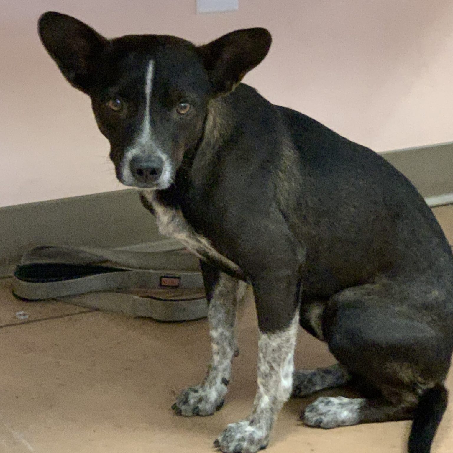 Dogs | The Animal League Of Green Valley