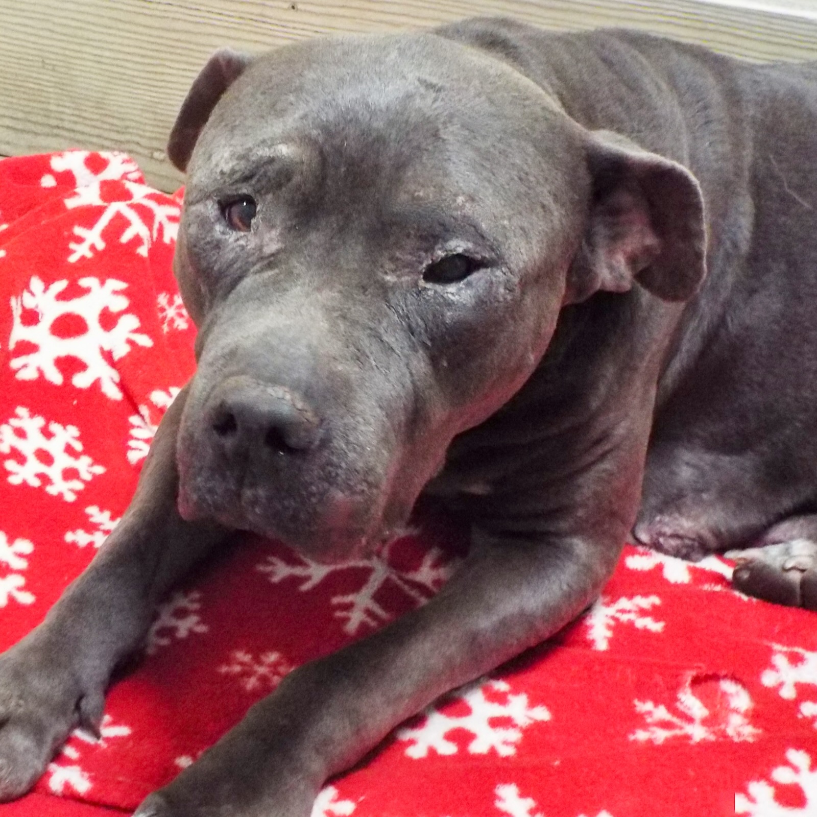 Dogs | The Animal League Of Green Valley