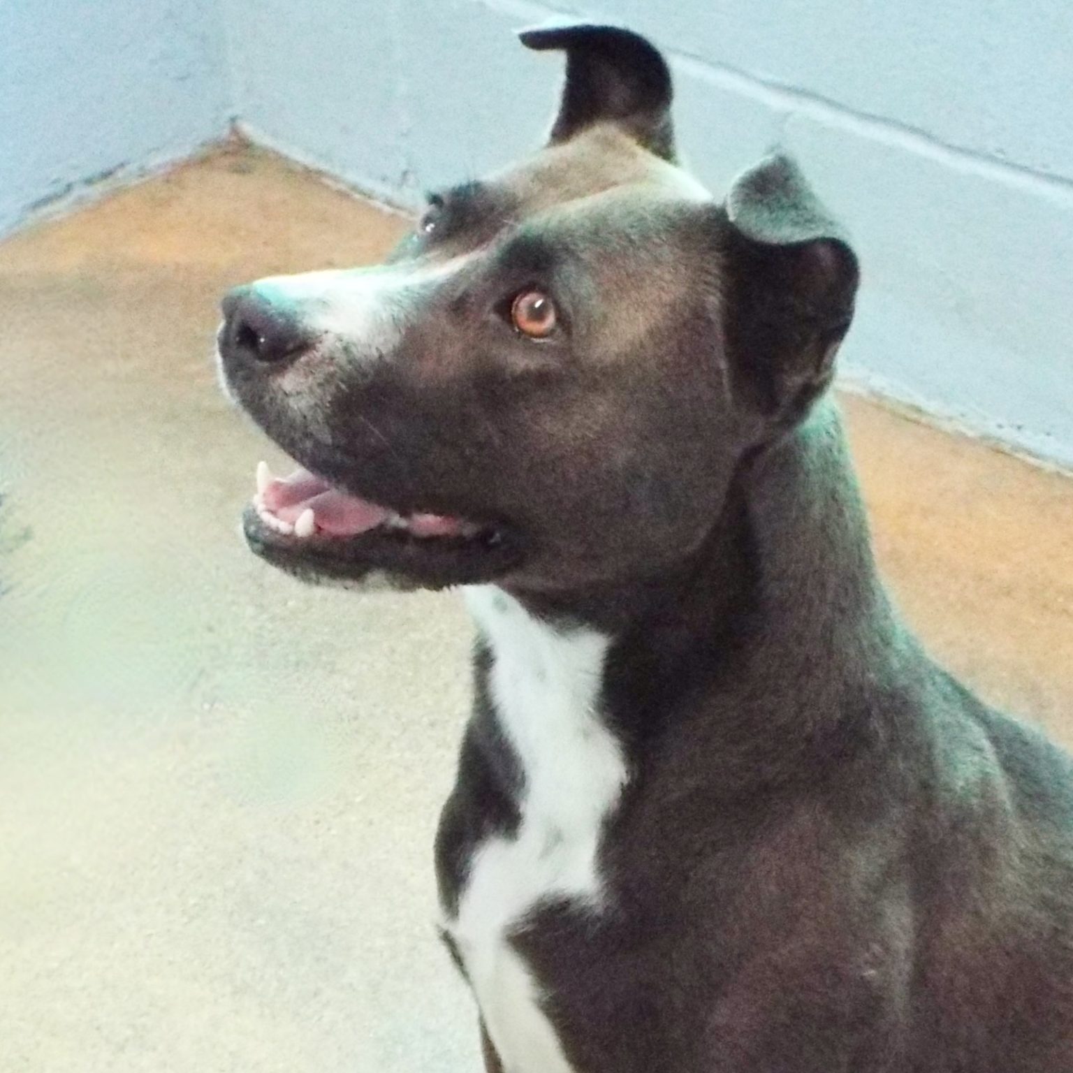 Dogs | The Animal League Of Green Valley