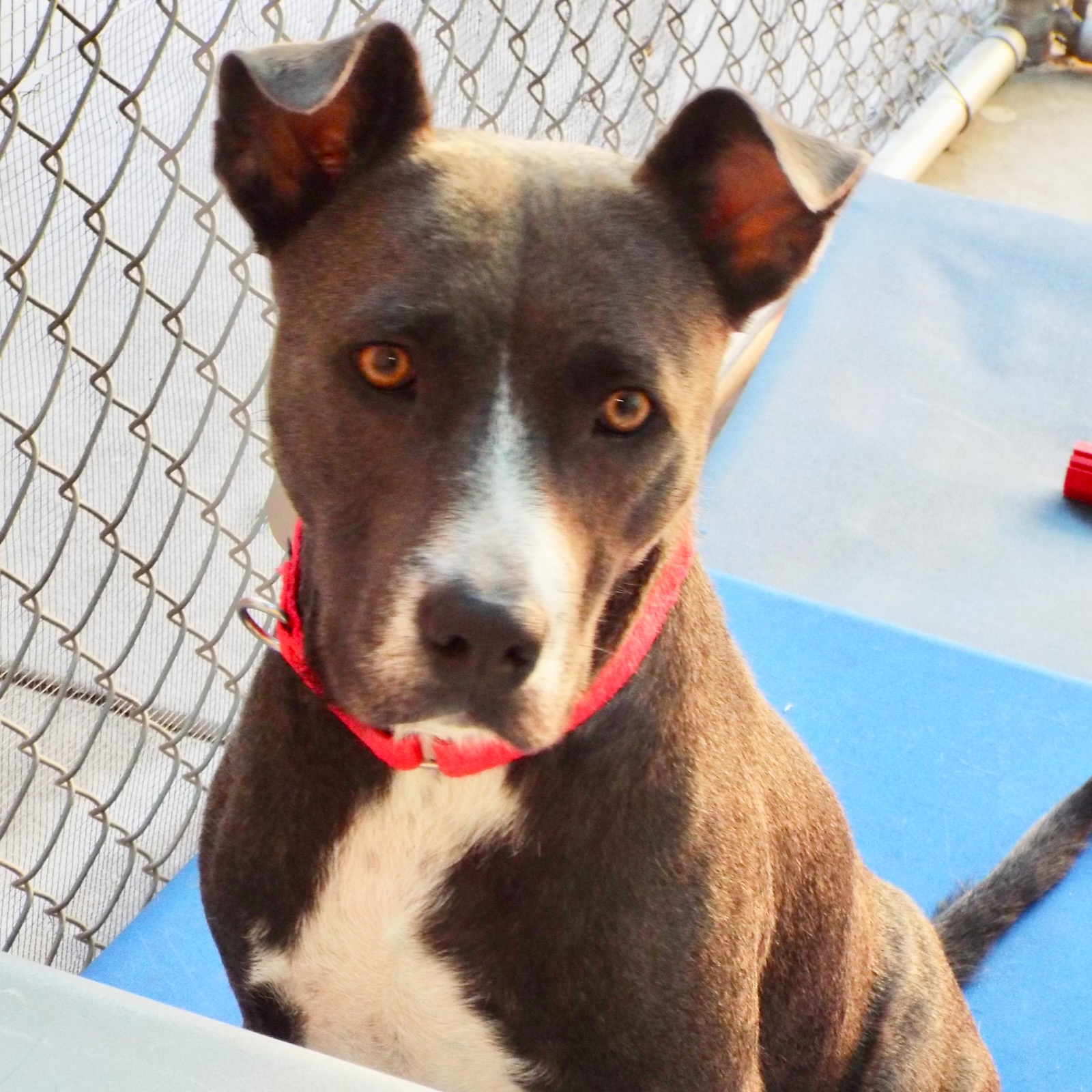 Dogs | The Animal League Of Green Valley