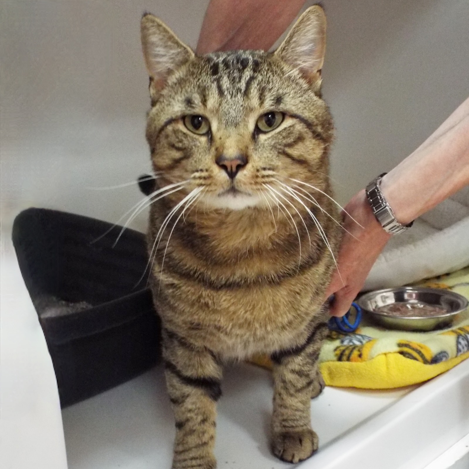 Cats | The Animal League Of Green Valley