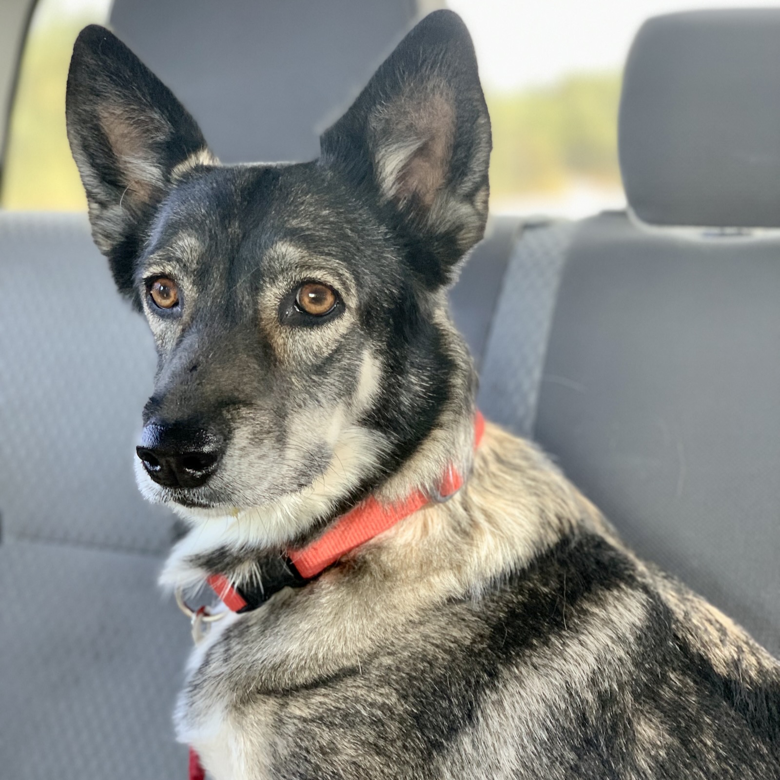 The Animal League Of Green Valley | A no kill animal shelter in ...