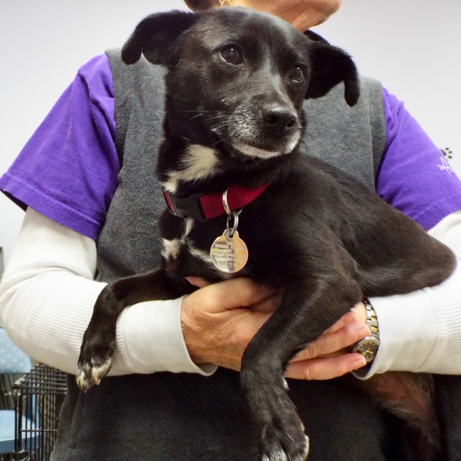 Adoptions | The Animal League Of Green Valley | Page 6