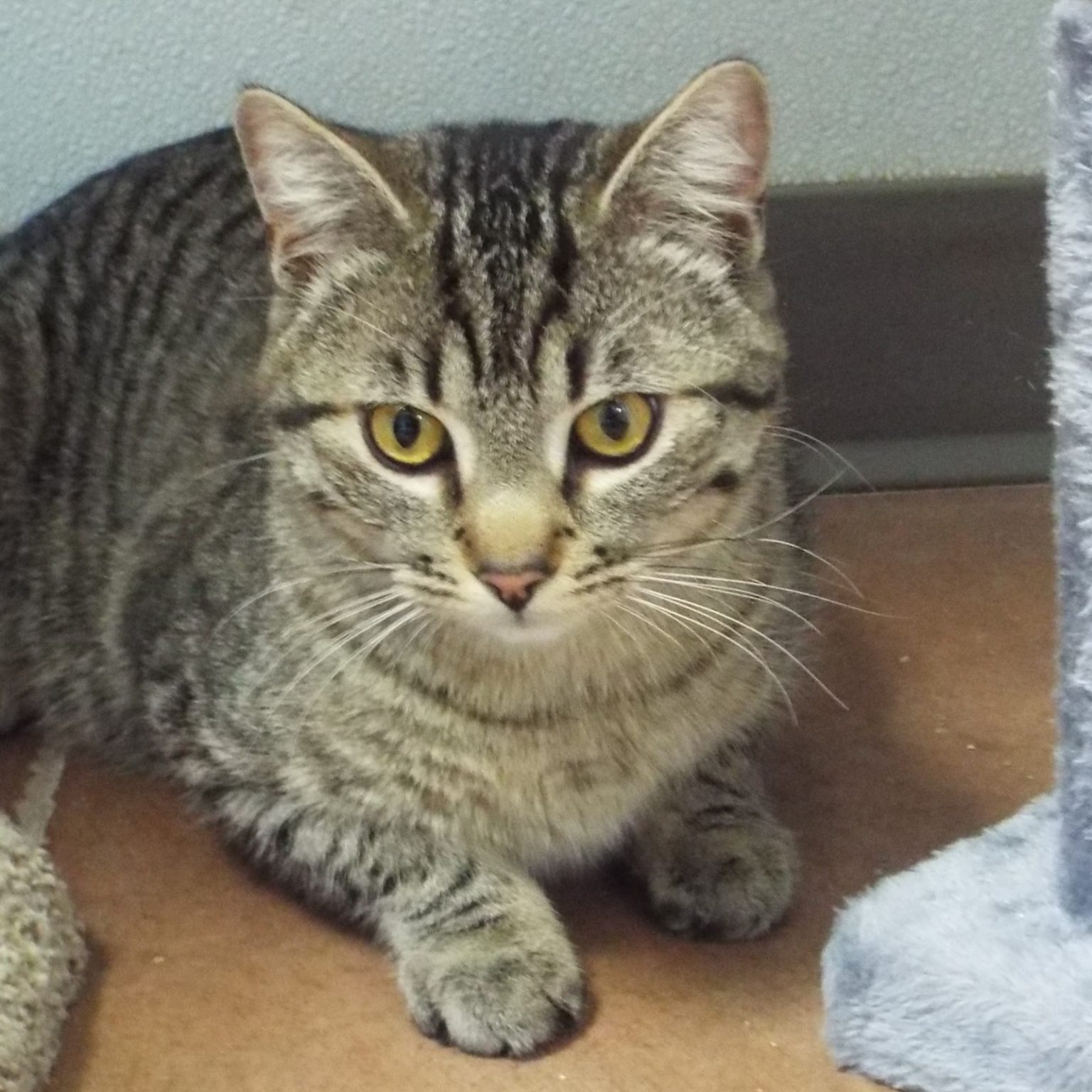 Cats | The Animal League Of Green Valley | Page 3