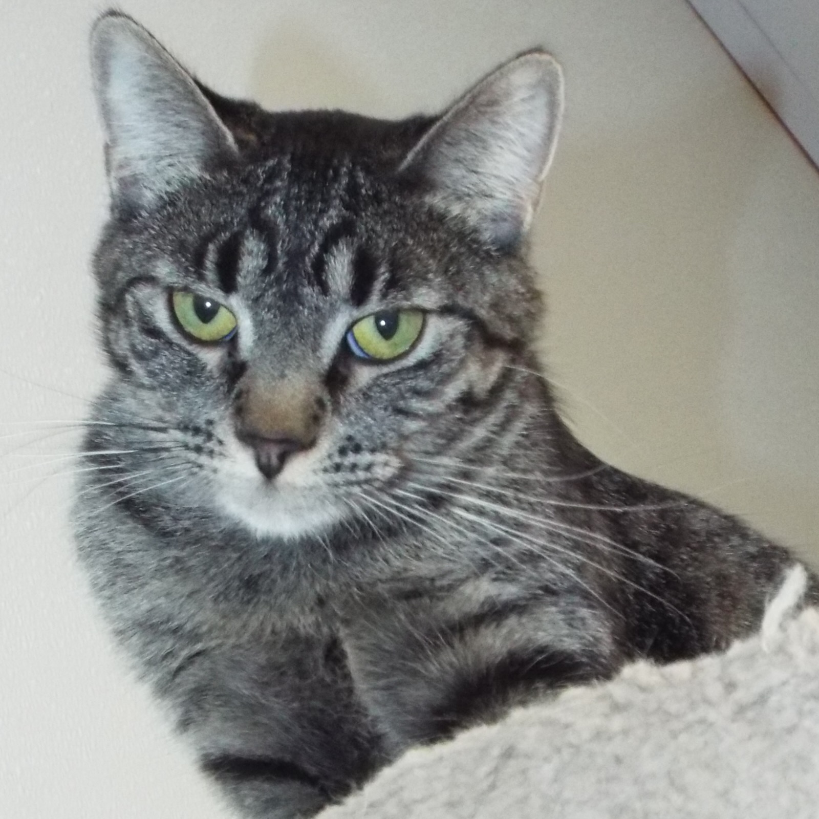 Cats | The Animal League Of Green Valley | Page 2