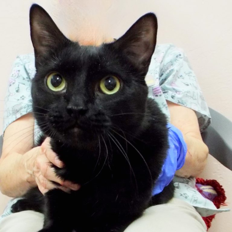 The Animal League Of Green Valley | A no kill animal shelter in ...