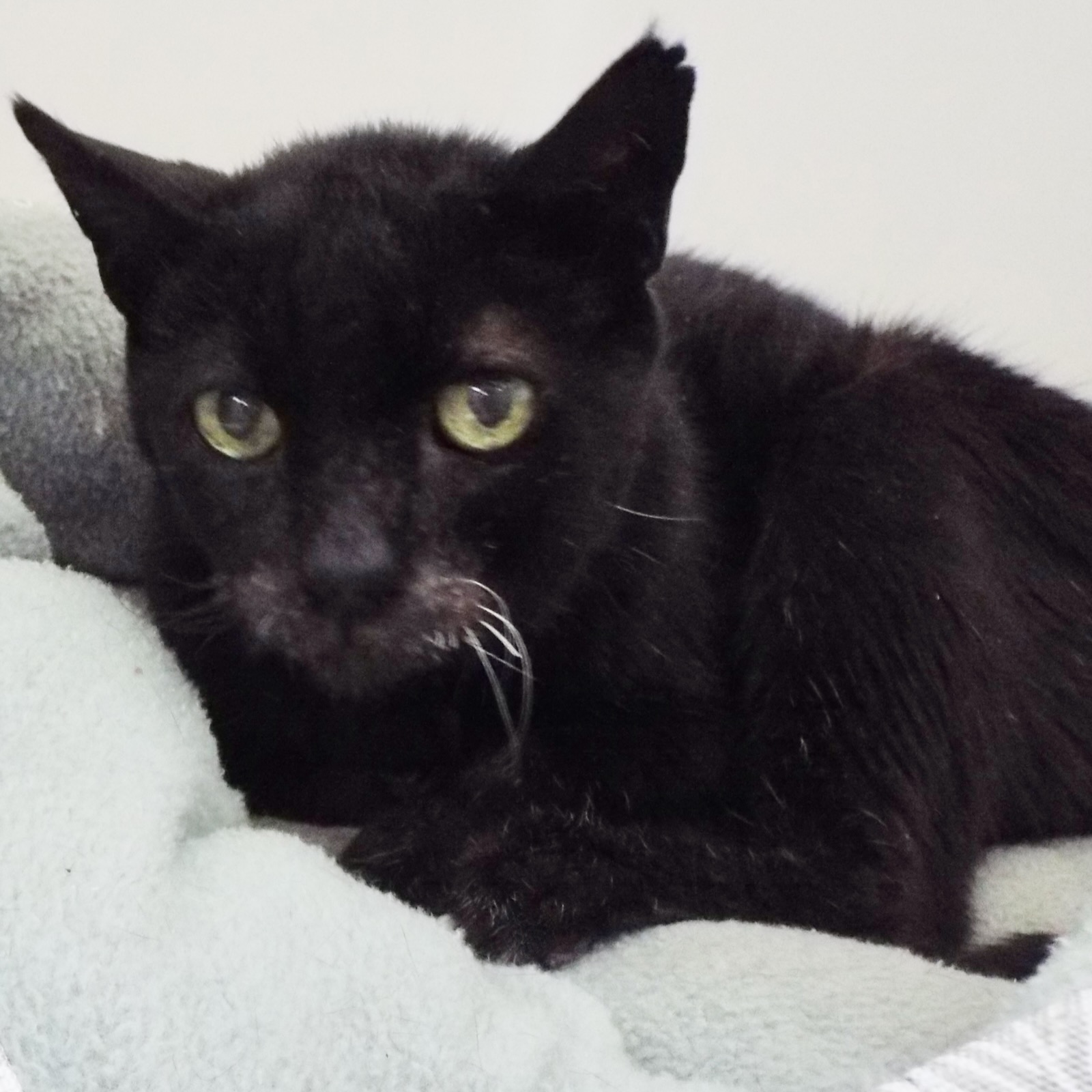 Cats | The Animal League Of Green Valley