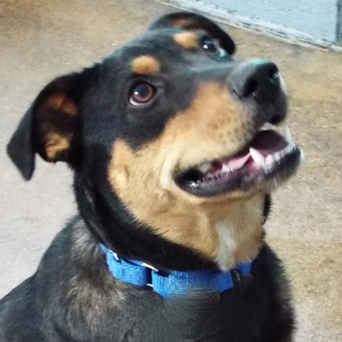 Dogs | The Animal League Of Green Valley