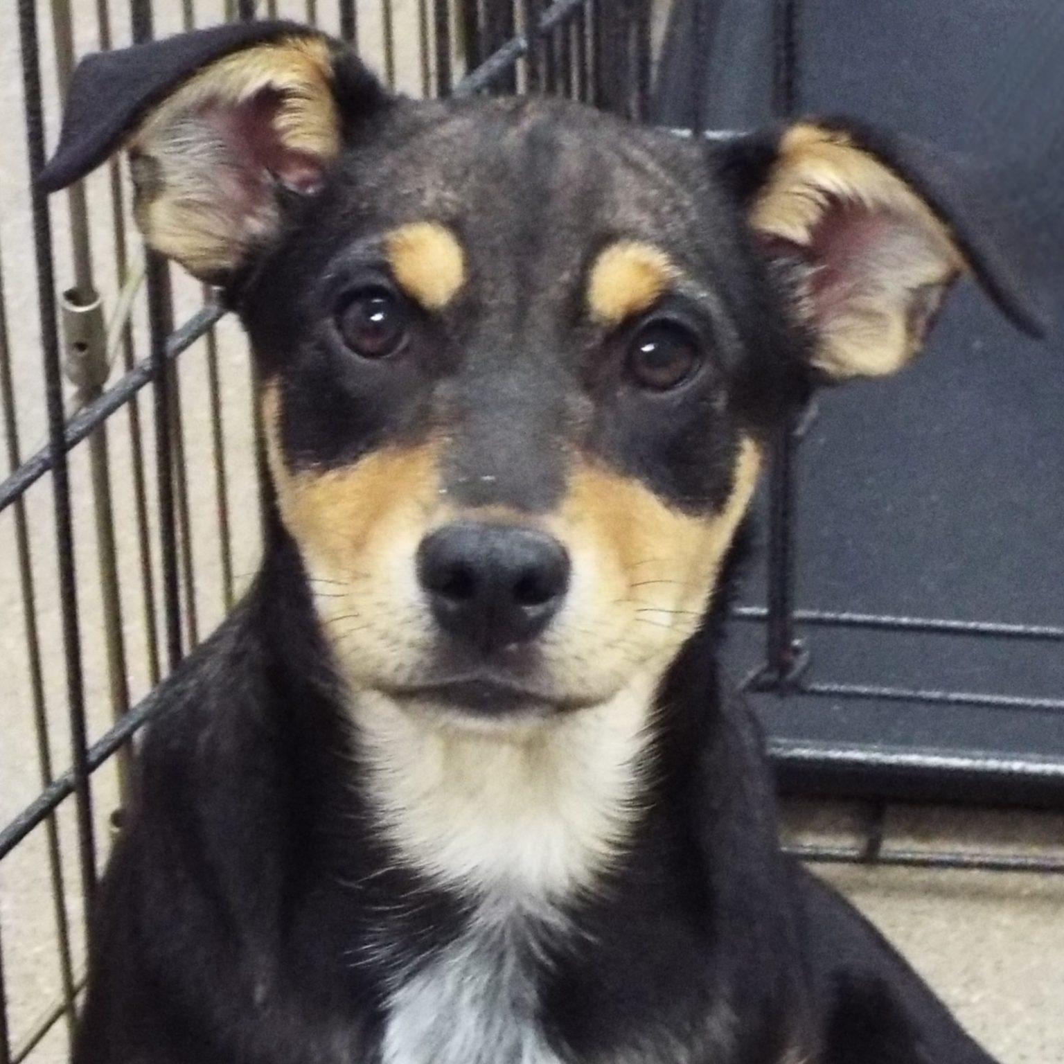 Adoptions | The Animal League Of Green Valley