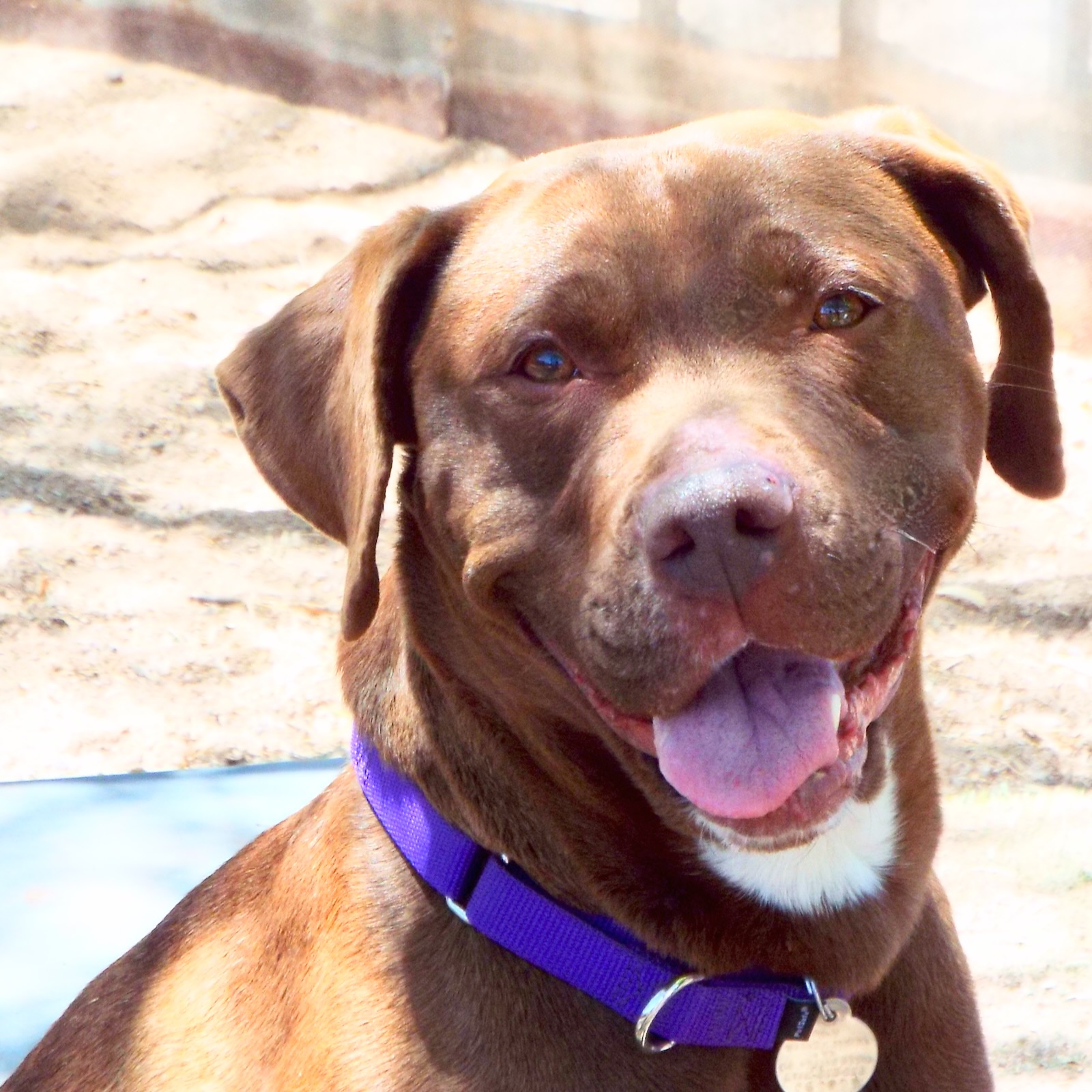 Dogs | The Animal League Of Green Valley