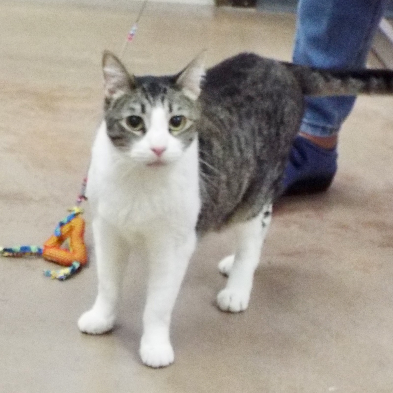 Cats | The Animal League Of Green Valley