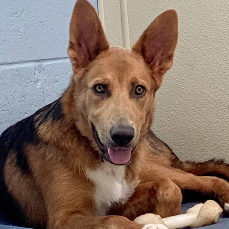 The Animal League Of Green Valley | A no kill animal shelter in ...