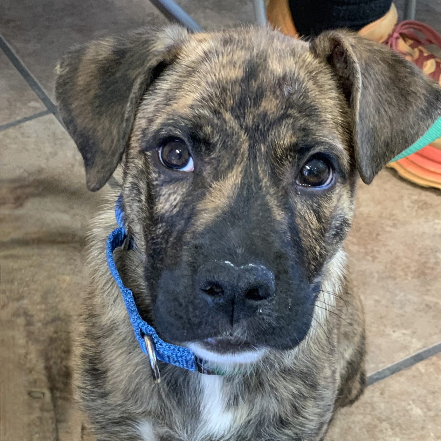 The Animal League Of Green Valley | A no kill animal shelter in ...