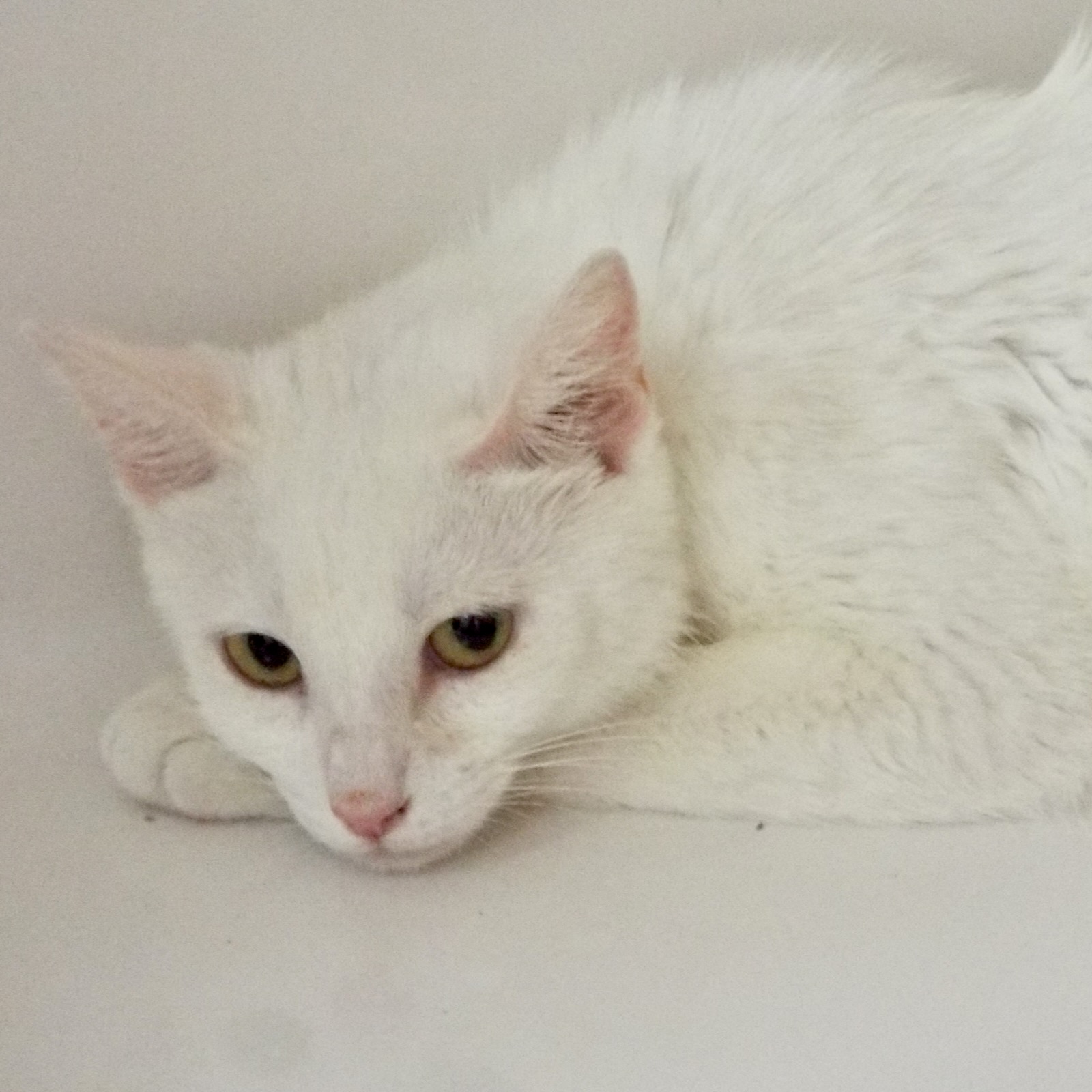 Cats | The Animal League Of Green Valley | Page 3