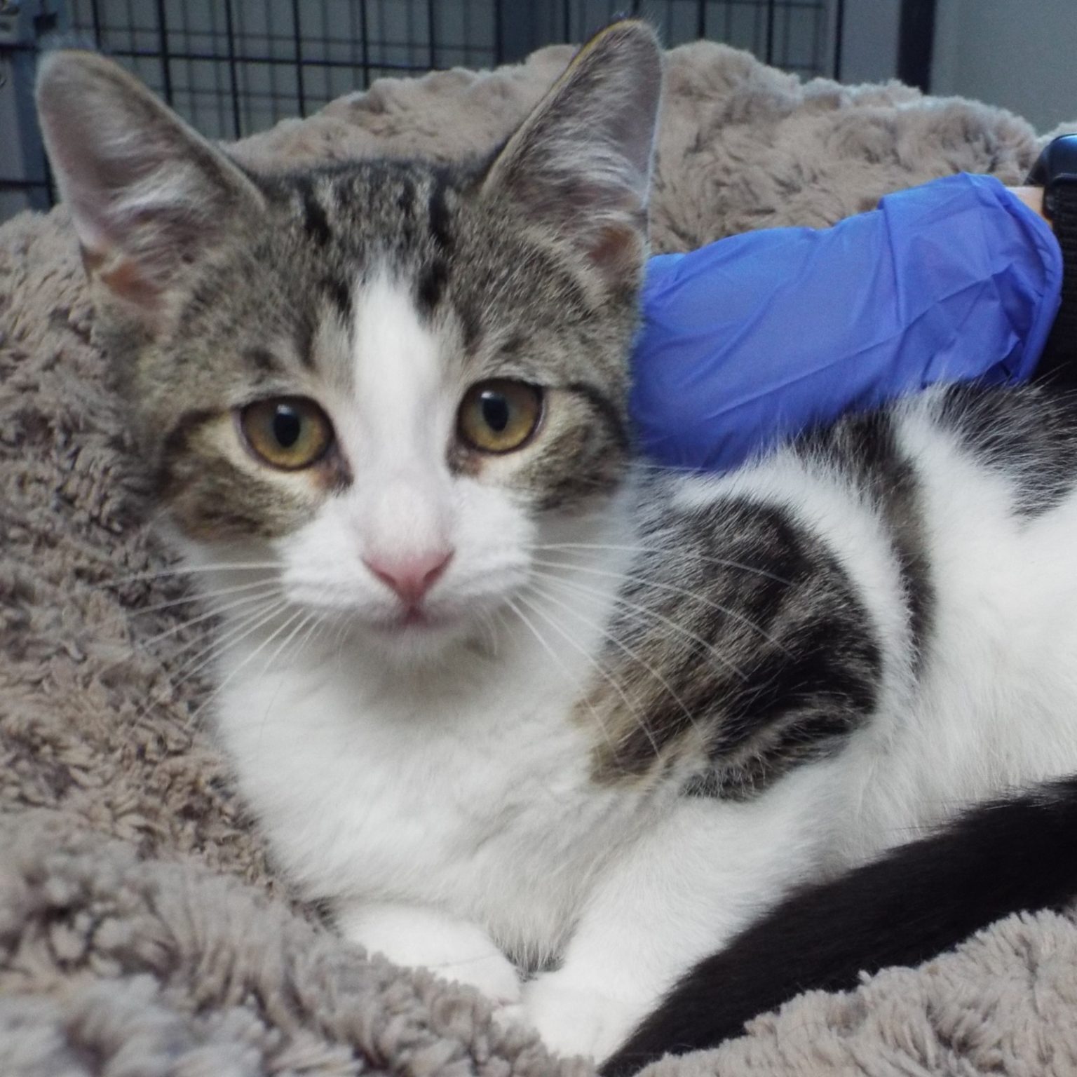 Cats | The Animal League Of Green Valley