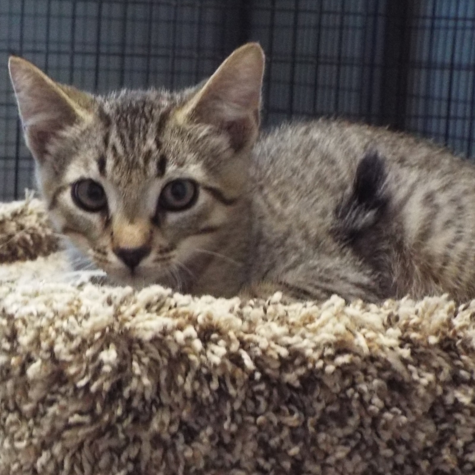 Cats | The Animal League Of Green Valley | Page 2