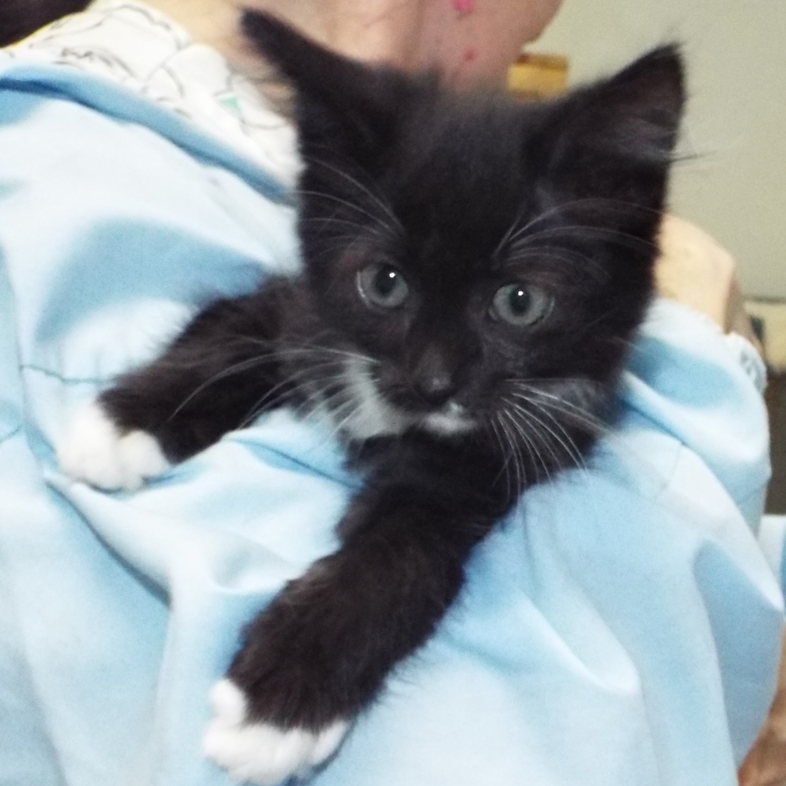 Cats | The Animal League Of Green Valley