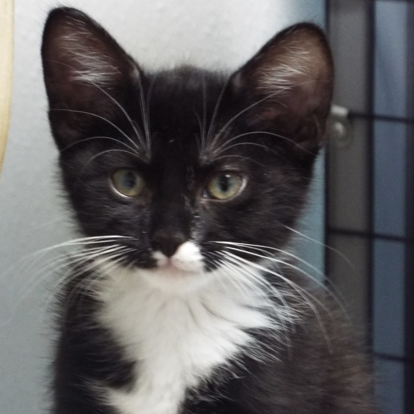 Cats | The Animal League Of Green Valley | Page 2