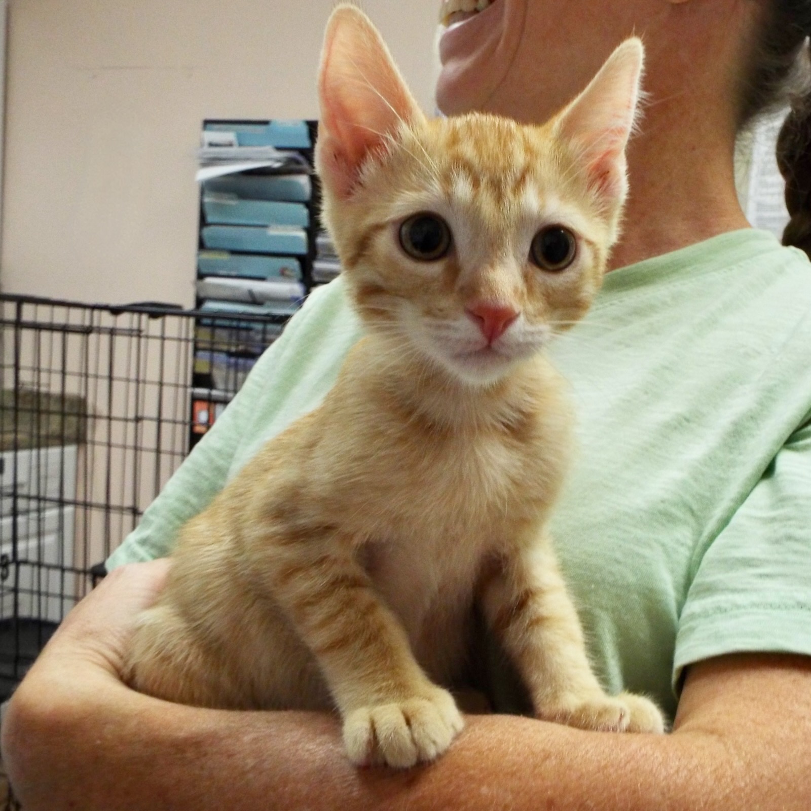 Cats | The Animal League Of Green Valley