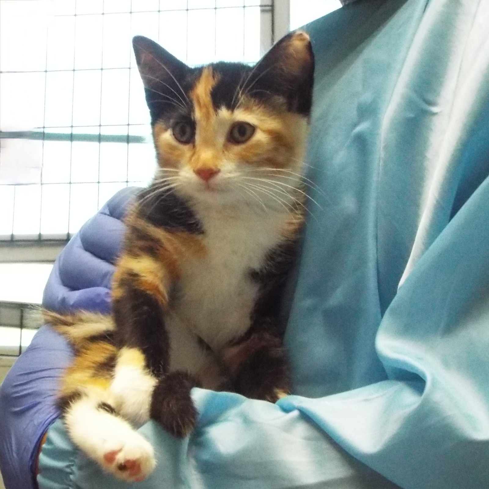 Adoptions | The Animal League Of Green Valley | Page 2