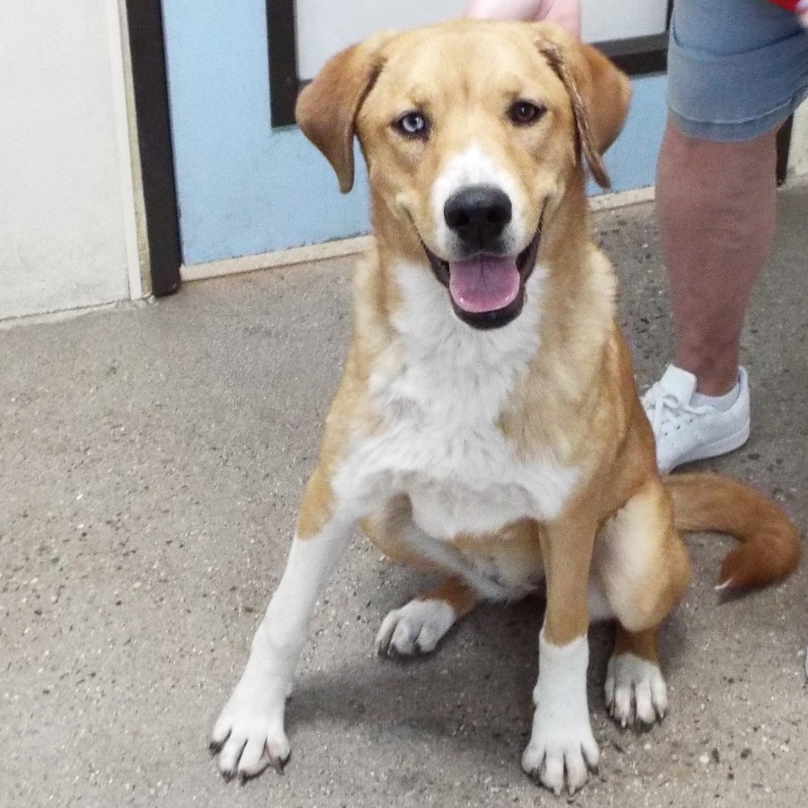 The Animal League Of Green Valley | A no kill animal shelter in ...