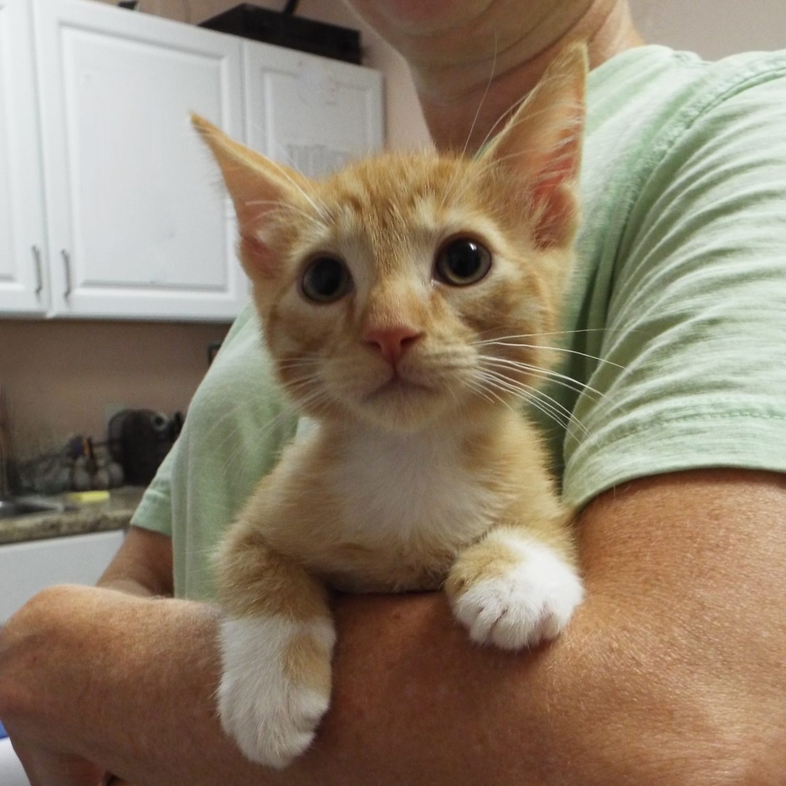 Cats | The Animal League Of Green Valley