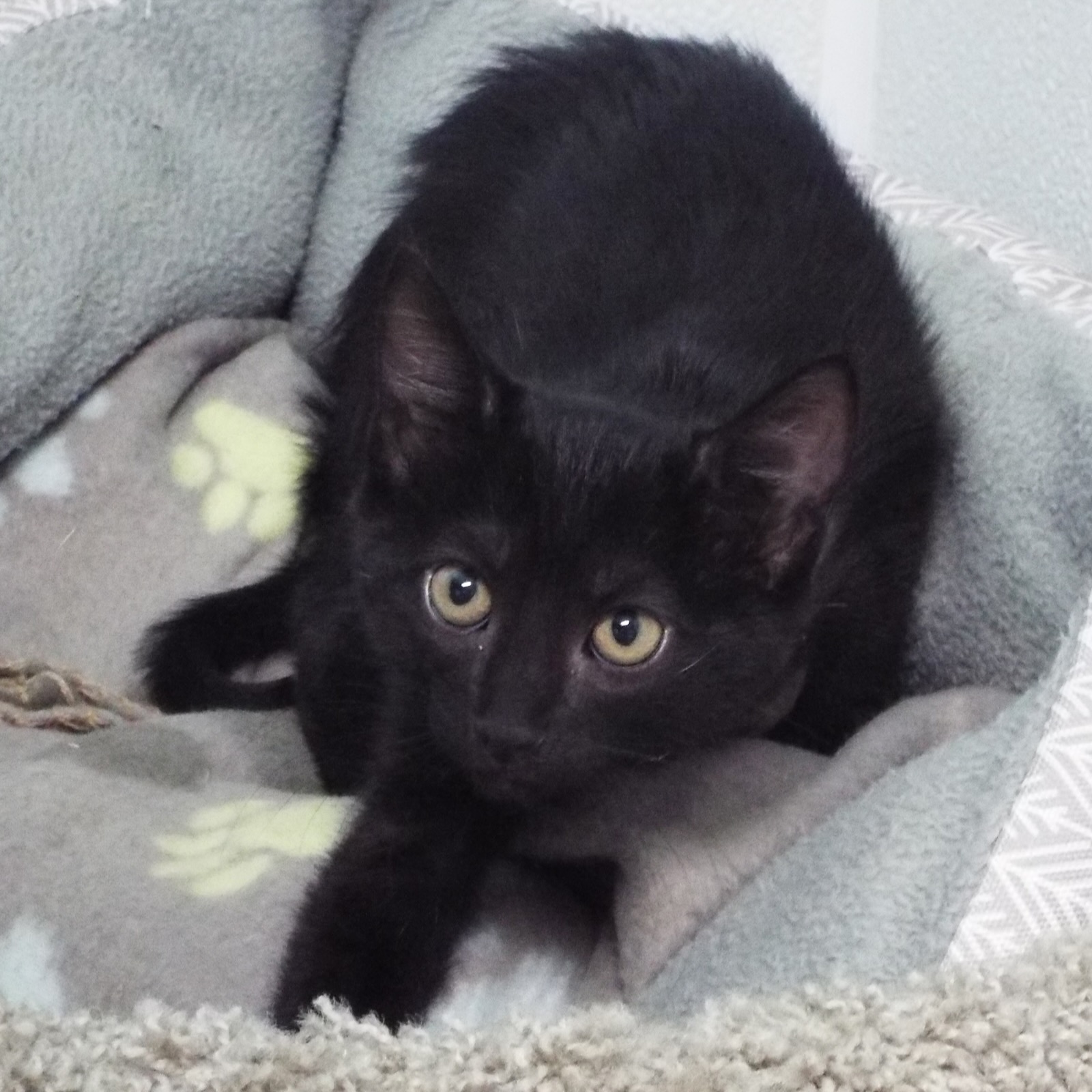 Cats | The Animal League Of Green Valley | Page 2