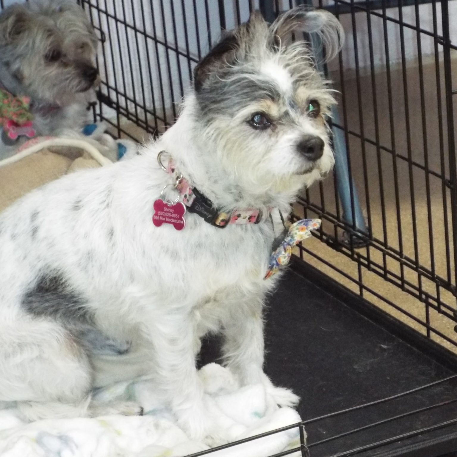 Dogs | The Animal League Of Green Valley