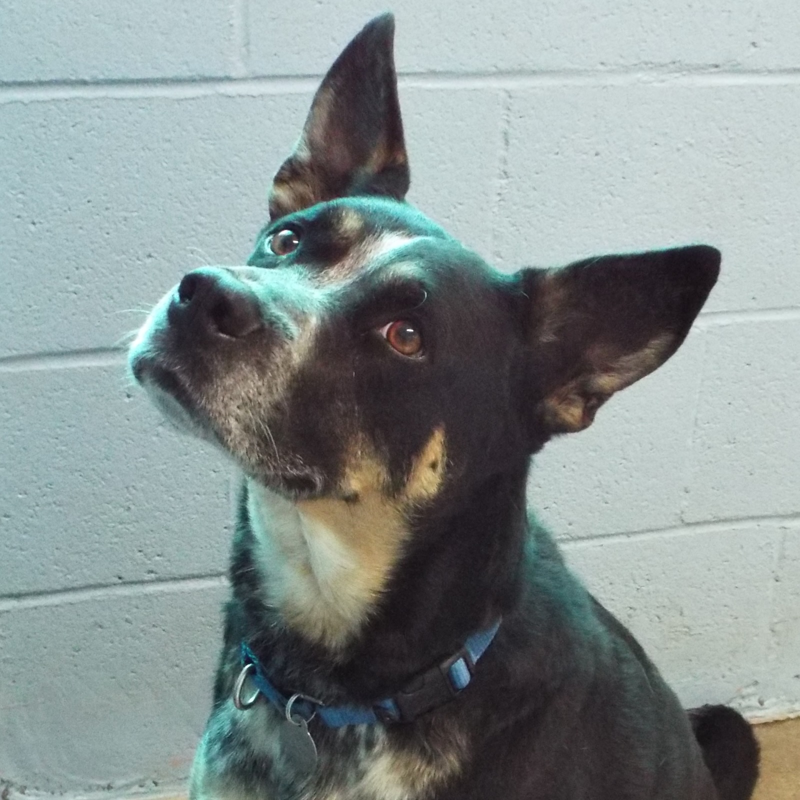 Dogs | The Animal League Of Green Valley