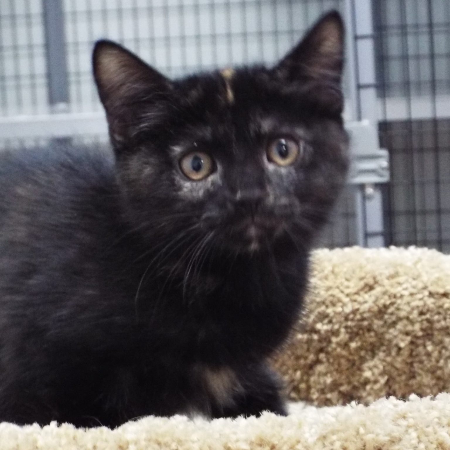 Cats | The Animal League Of Green Valley