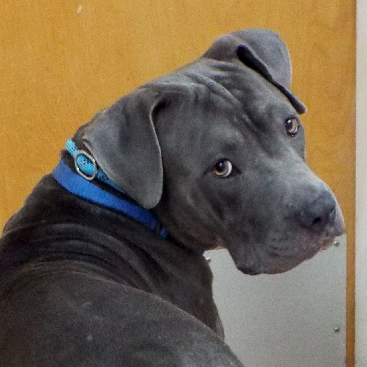 Dogs | The Animal League Of Green Valley