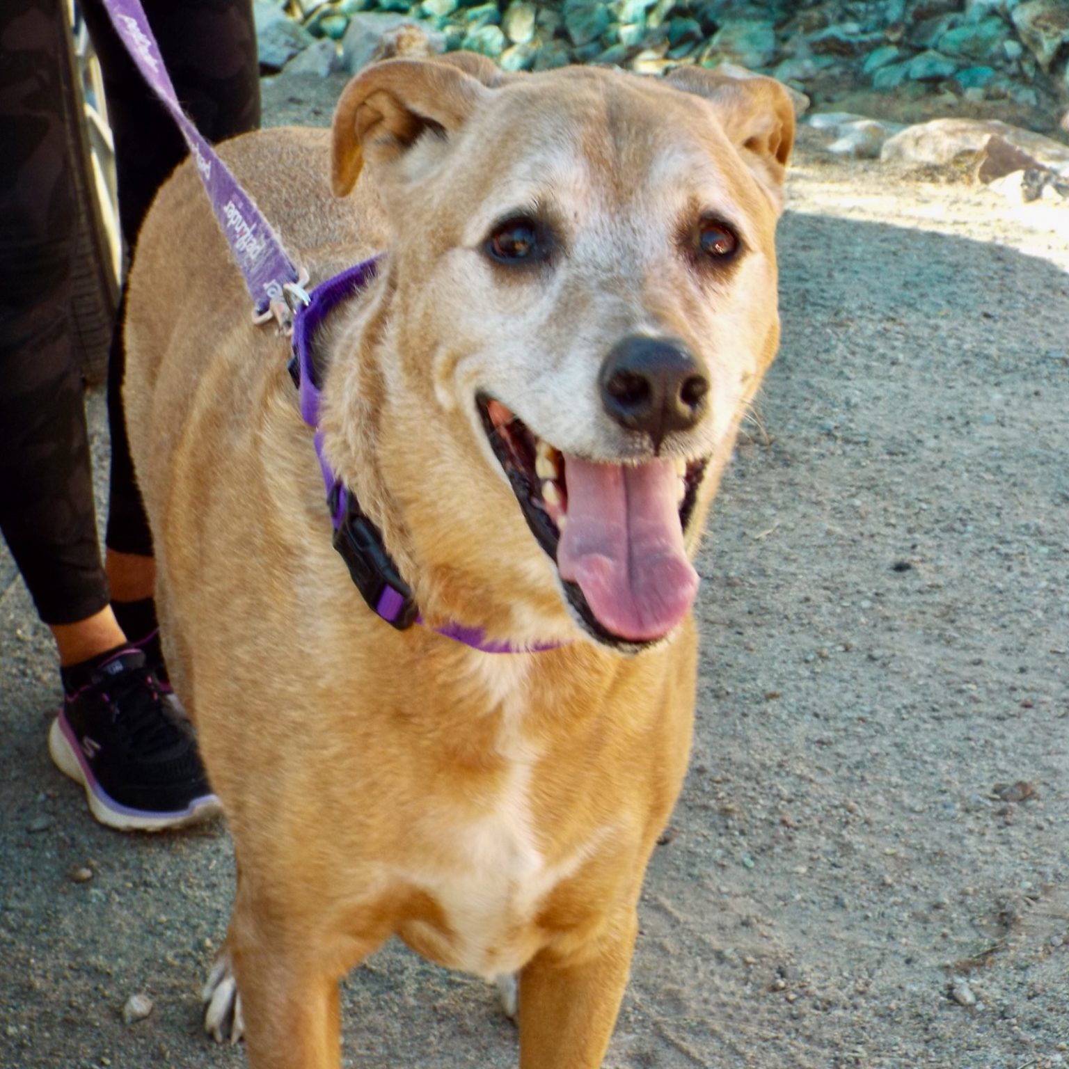 The Animal League Of Green Valley | A no kill animal shelter in ...